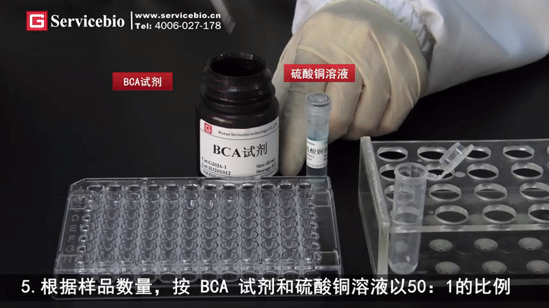 BCA Protein Quantitative Detection Kit - gfk - servicebio Distributor