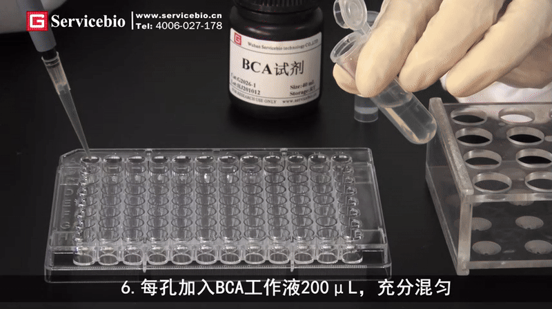 BCA Protein Quantitative Detection Kit - gfk - servicebio Distributor